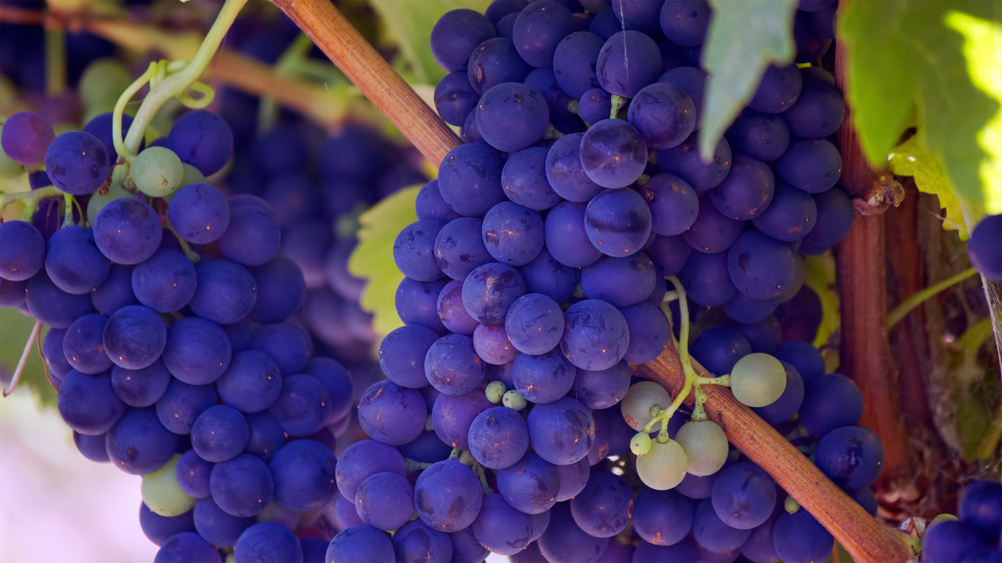 What Is The Optimal Humidity For Wine Storage?